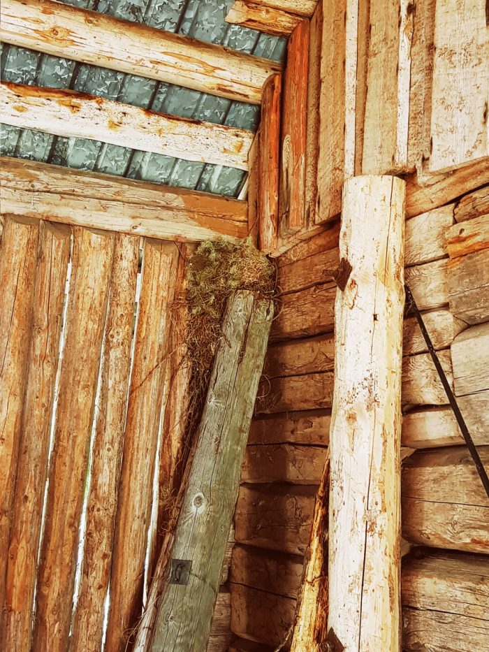 #565 – Linnunpesä liiterissä ja sula rinne – Jaakko Hyvönen